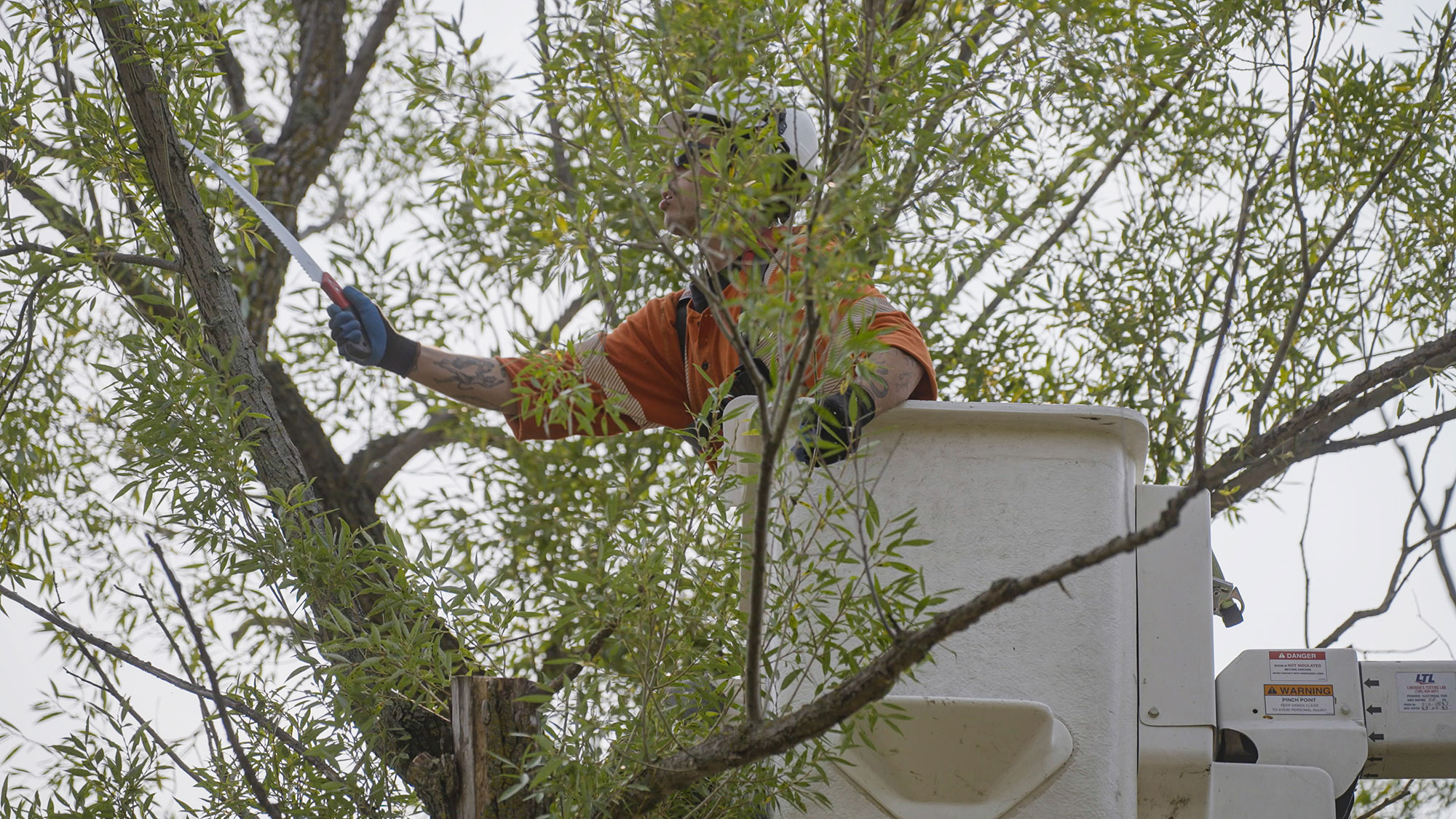 Manitoba Hydro stepping up tree trimming, vegetation management activities to enhance reliability