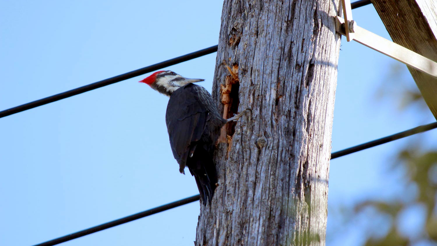 Pileated woodpeckers added to protected species, may be nesting in our ...